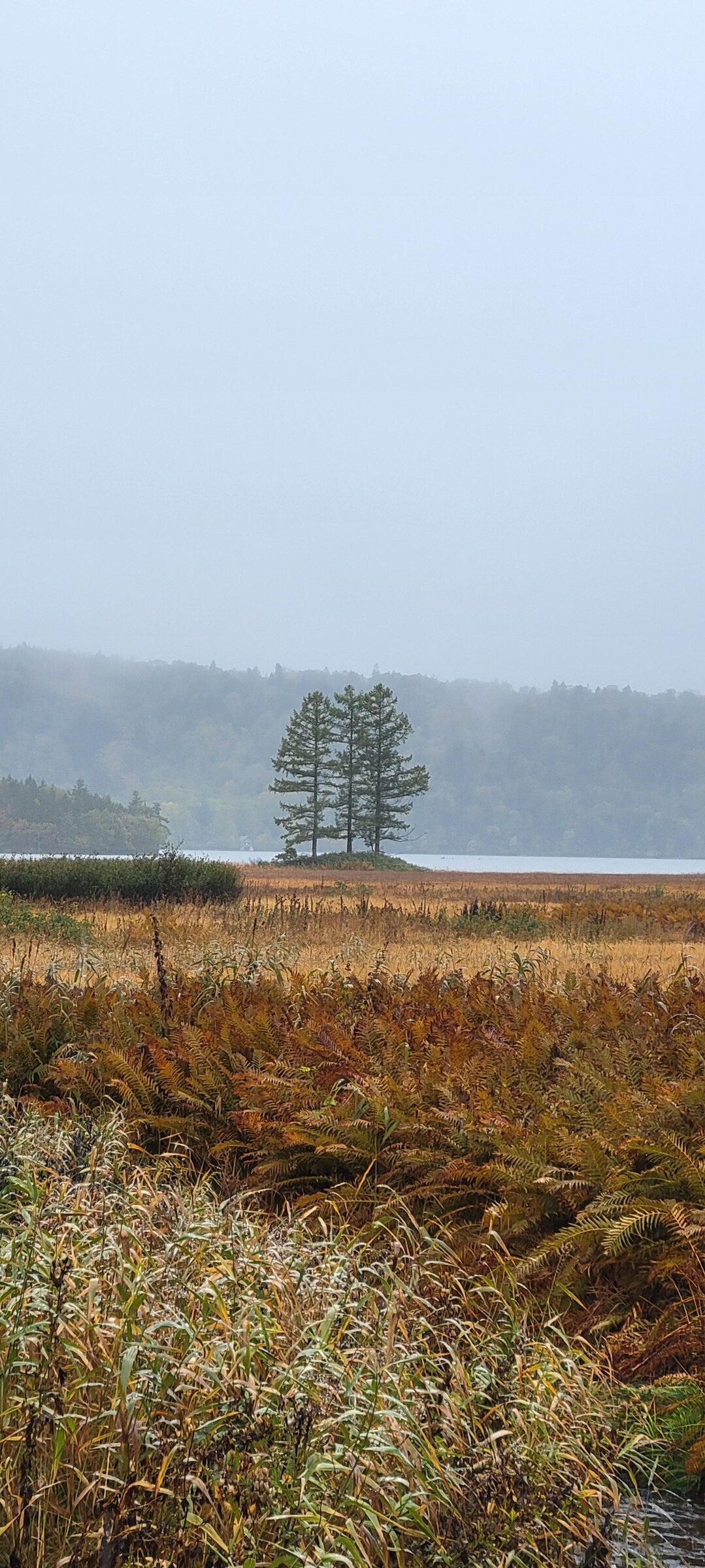 3日目ー尾瀬沼から檜枝岐村10-08 / himeさんの尾瀬・燧ヶ岳の活動データ | YAMAP / ヤマップ