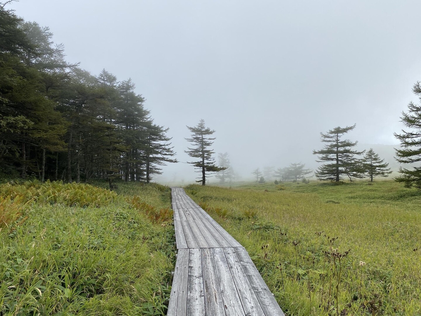 池の平 2023-09-23 / Patさんの浅間山・黒斑山・篭ノ登山の活動データ | YAMAP / ヤマップ