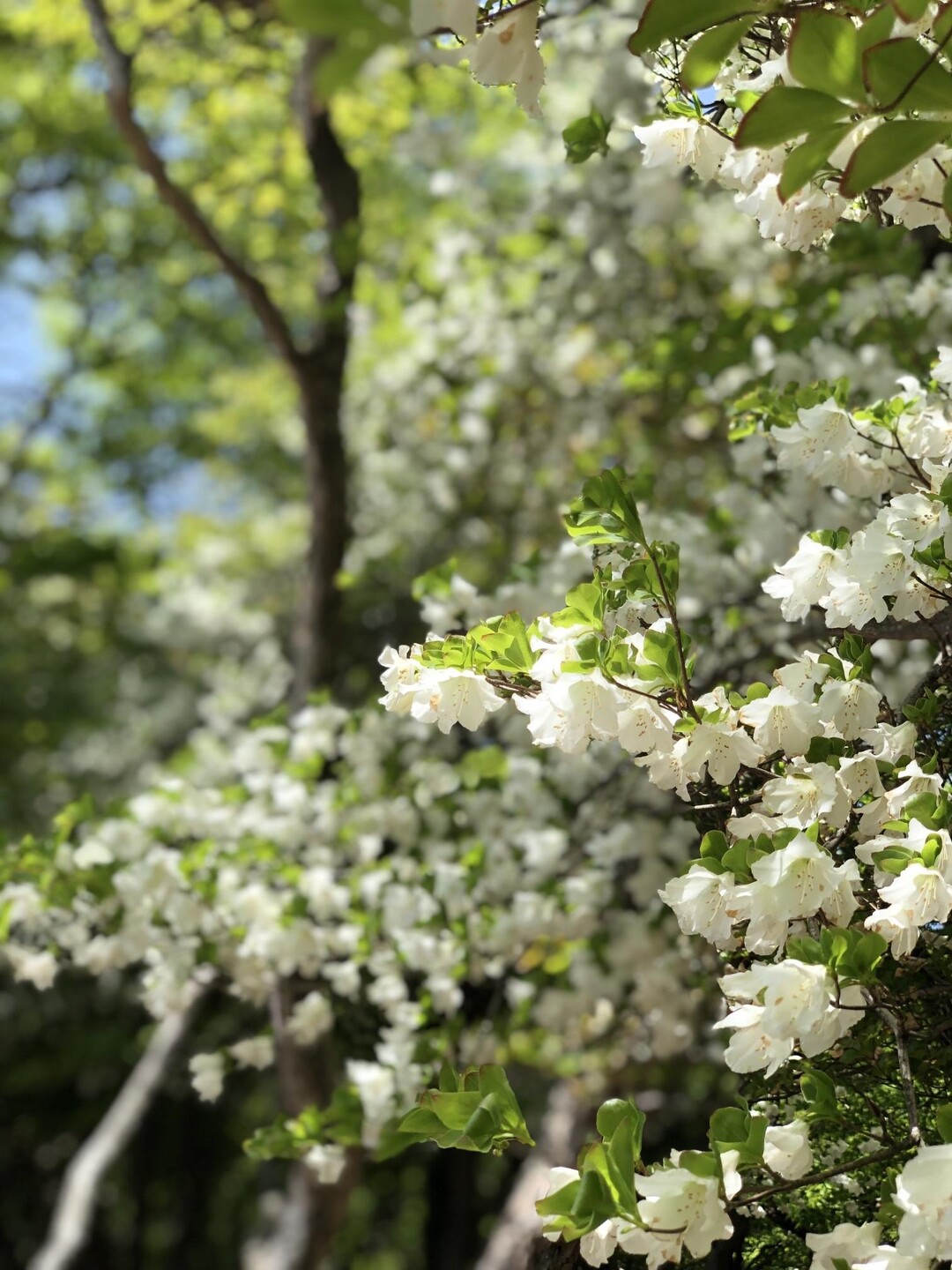 竜ヶ岳・砂山 / tarohsanさんの竜ヶ岳の活動データ | YAMAP / ヤマップ