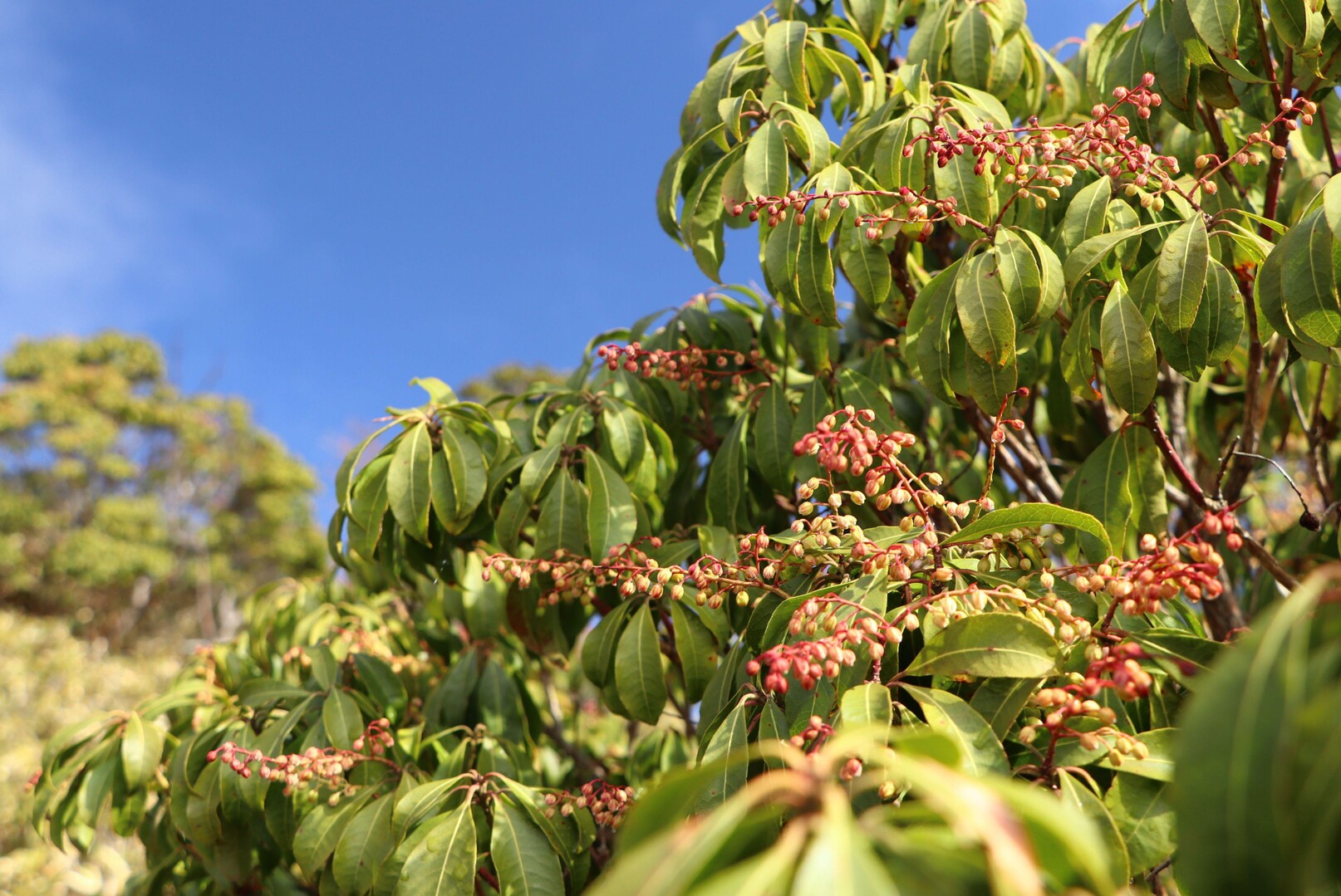 那岐山 - 花は咲いてなかったけどヨシとする / R1さんの那岐山・滝山・広戸仙の活動データ | YAMAP / ヤマップ