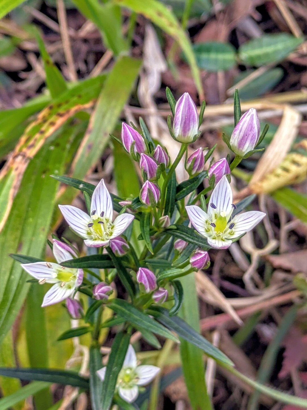 SB⚾🏆️SB☆ 💜奥高尾😃 / ☆futa☆さんの高尾山・陣馬山・景信山の活動データ | YAMAP / ヤマップ