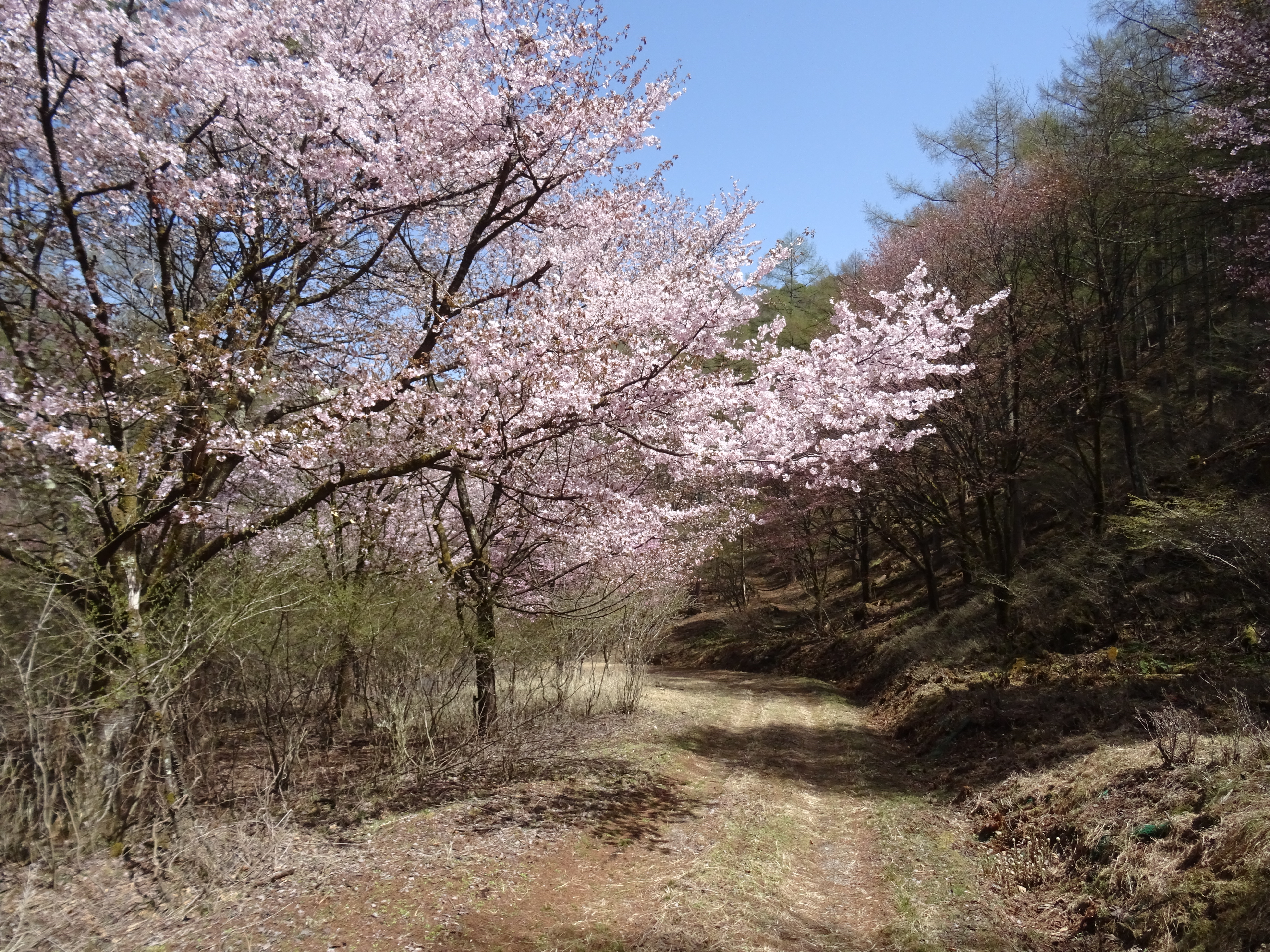 ヒメギフチョウ 2022-04-22 / nm25さんのハイキングの活動データ | YAMAP / ヤマップ