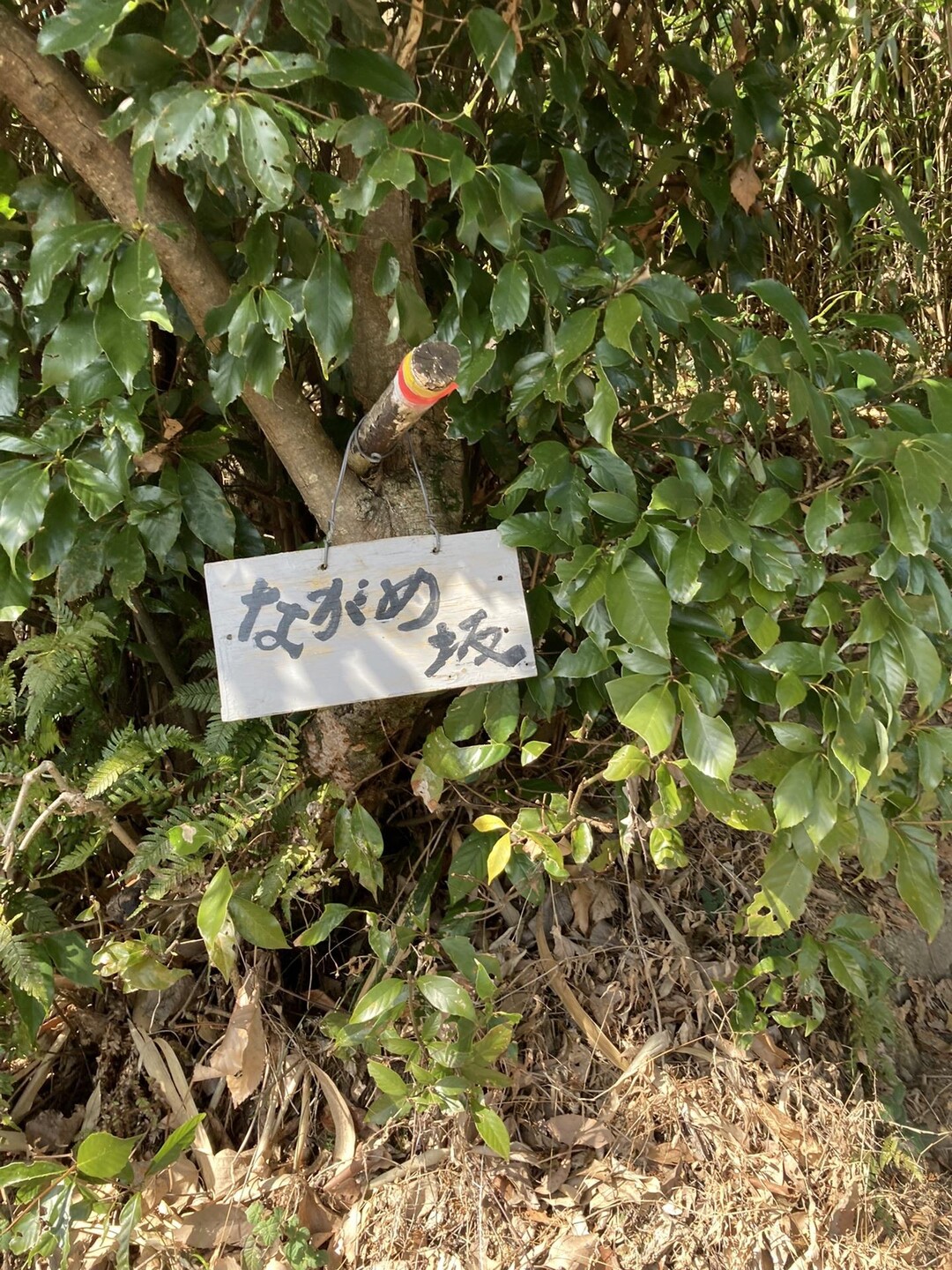 二上山（雌岳） / Hiro-sanさんの金剛山・二上山・大和葛城山の活動データ | YAMAP / ヤマップ