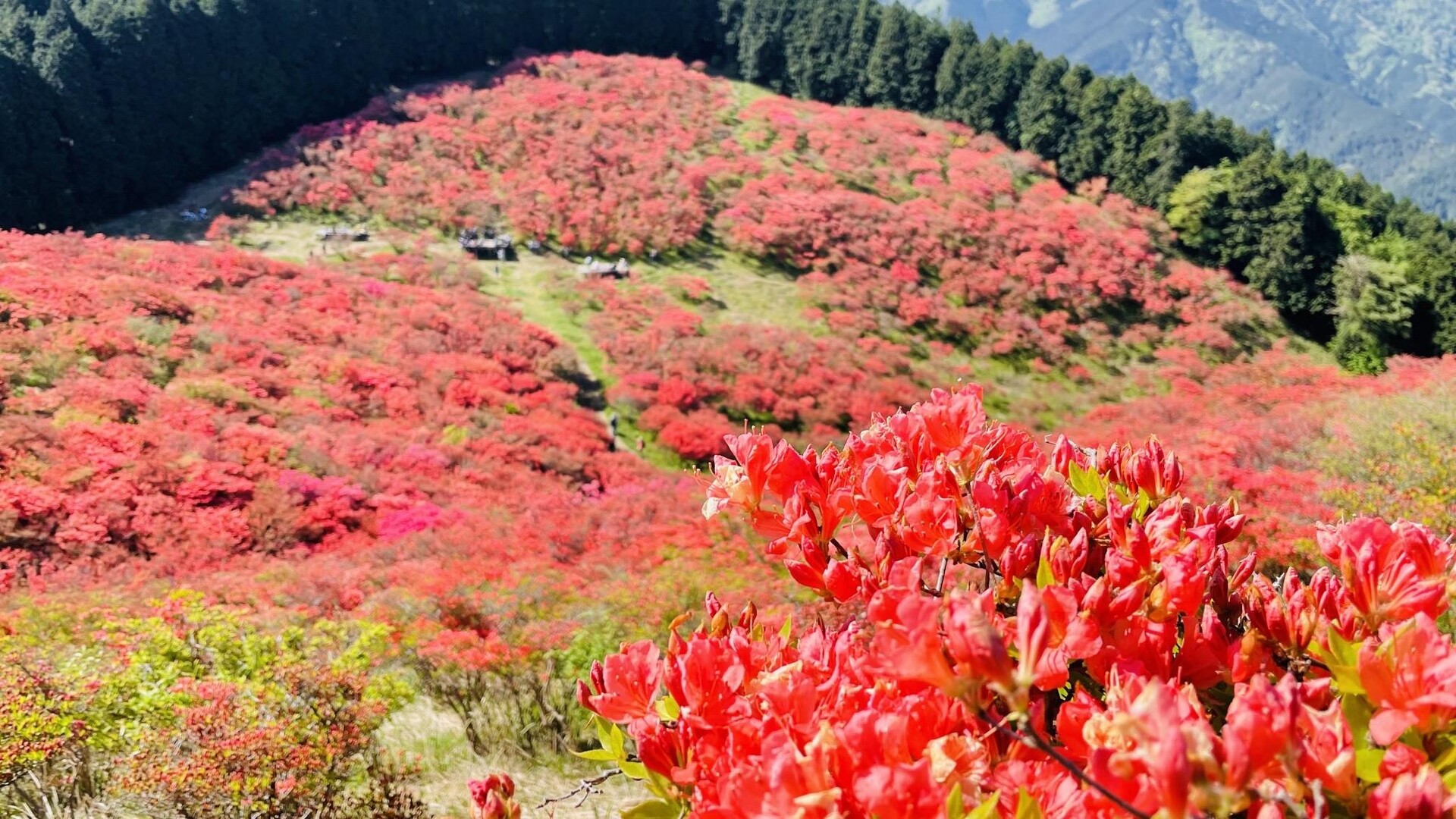 ほぼ満開🌺大和葛城山 / IKUKOさんの葛城古道の活動データ | YAMAP / ヤマップ