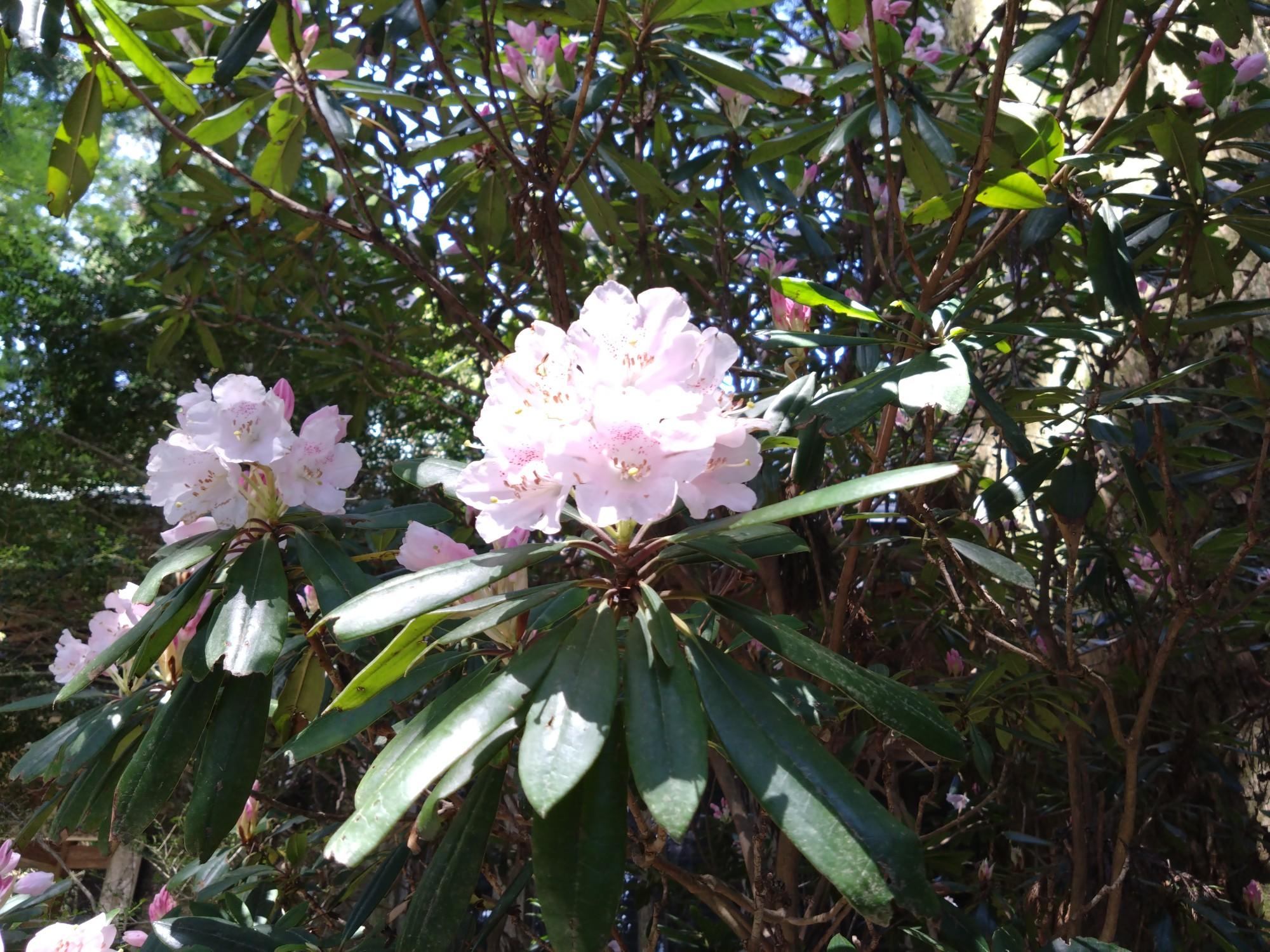 本宮山 / MIOさんの本宮山・大日山・風頭山の活動データ | YAMAP / ヤマップ