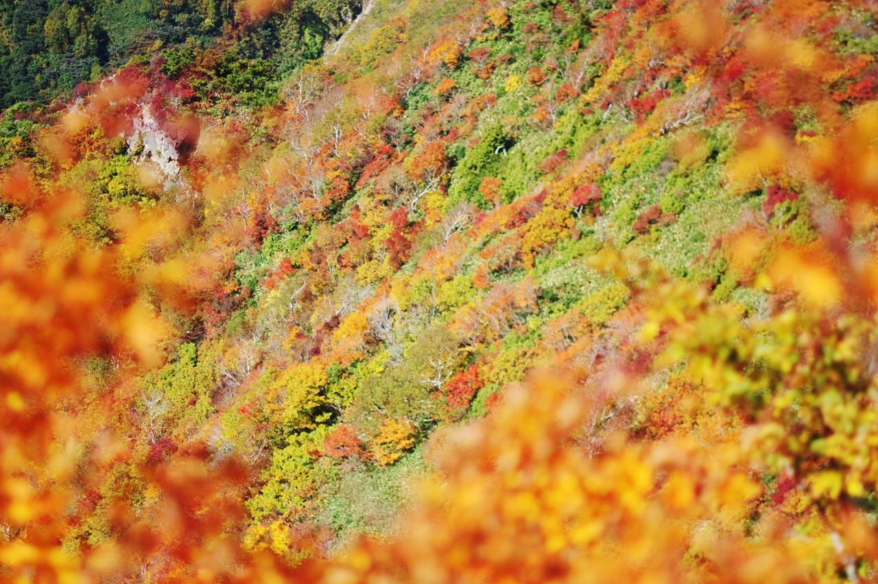 秋山に癒されて、心も染まる一日_松ノ木沢ノ頭・白毛門 / ichiさんの谷川岳・七ツ小屋山・大源太山の活動データ | YAMAP / ヤマップ