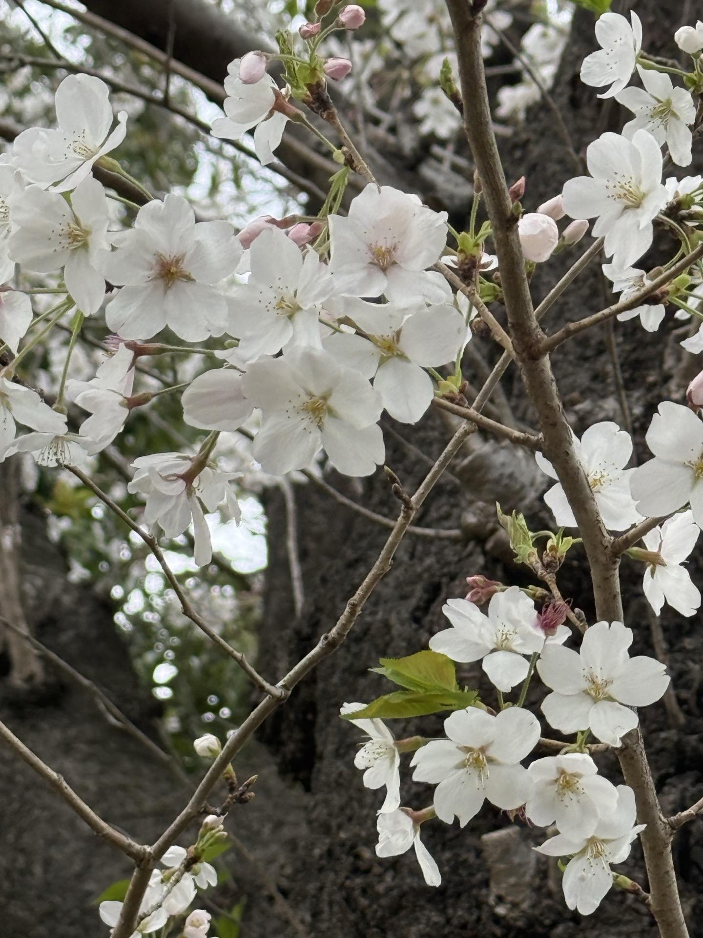 近所の公園に🌸を見に行ってきた🛝 ... / nam。さんのモーメント | YAMAP / ヤマップ