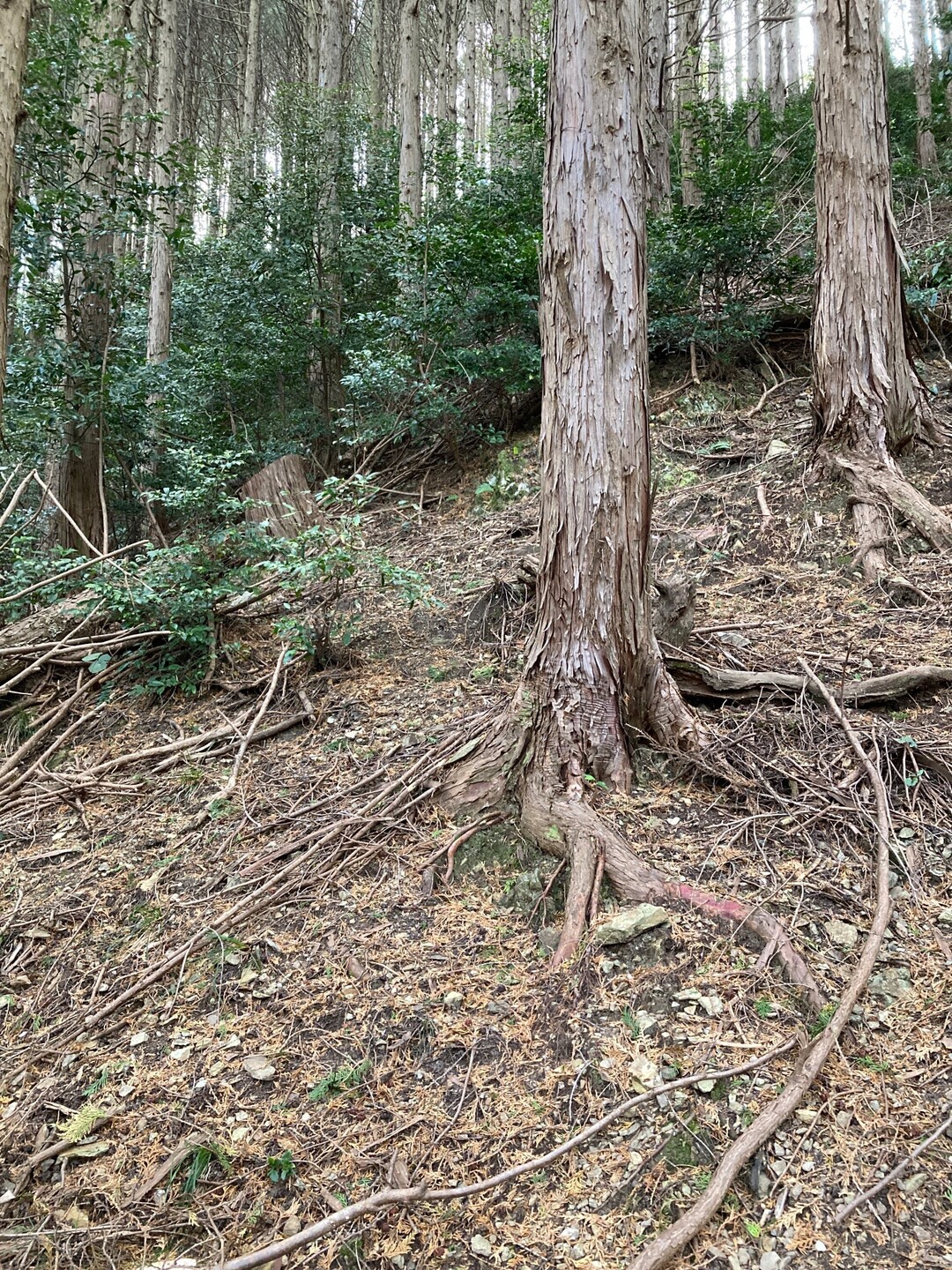 ffさんの投稿したフィールドメモ | YAMAP / ヤマップ