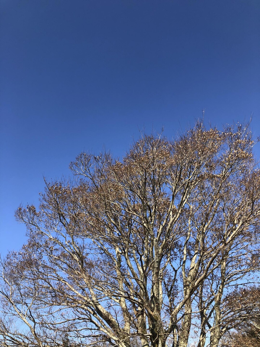 生駒山の周回コース / montanaさんの生駒山・神津嶽・大原山の活動データ | YAMAP / ヤマップ