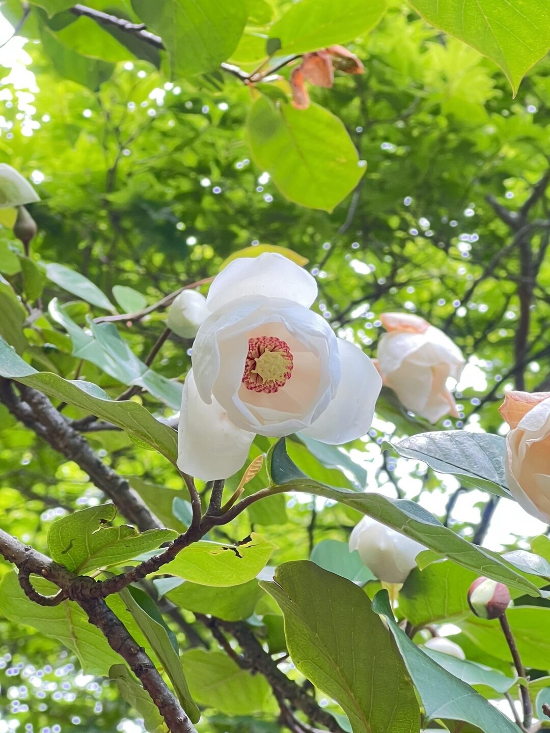 小川岳・黒岩山 大山蓮華 / kyoopoさんの向坂山・三方山・天主山の活動データ | YAMAP / ヤマップ
