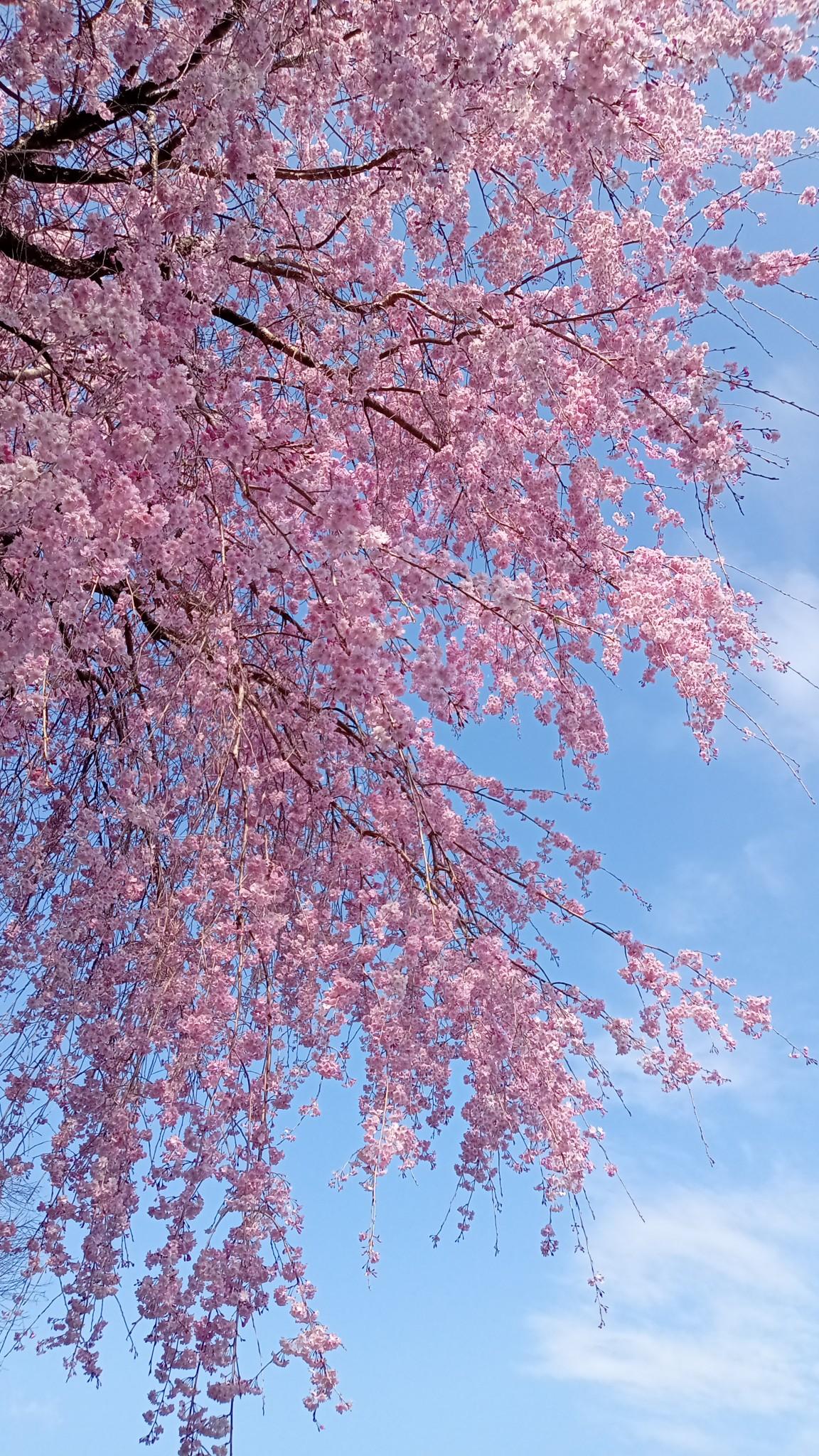 阿武山とドラゴンキングマウンテン🌋 / 大P (大P CHANNEL)さんの竜王山・阿武山の活動データ | YAMAP / ヤマップ