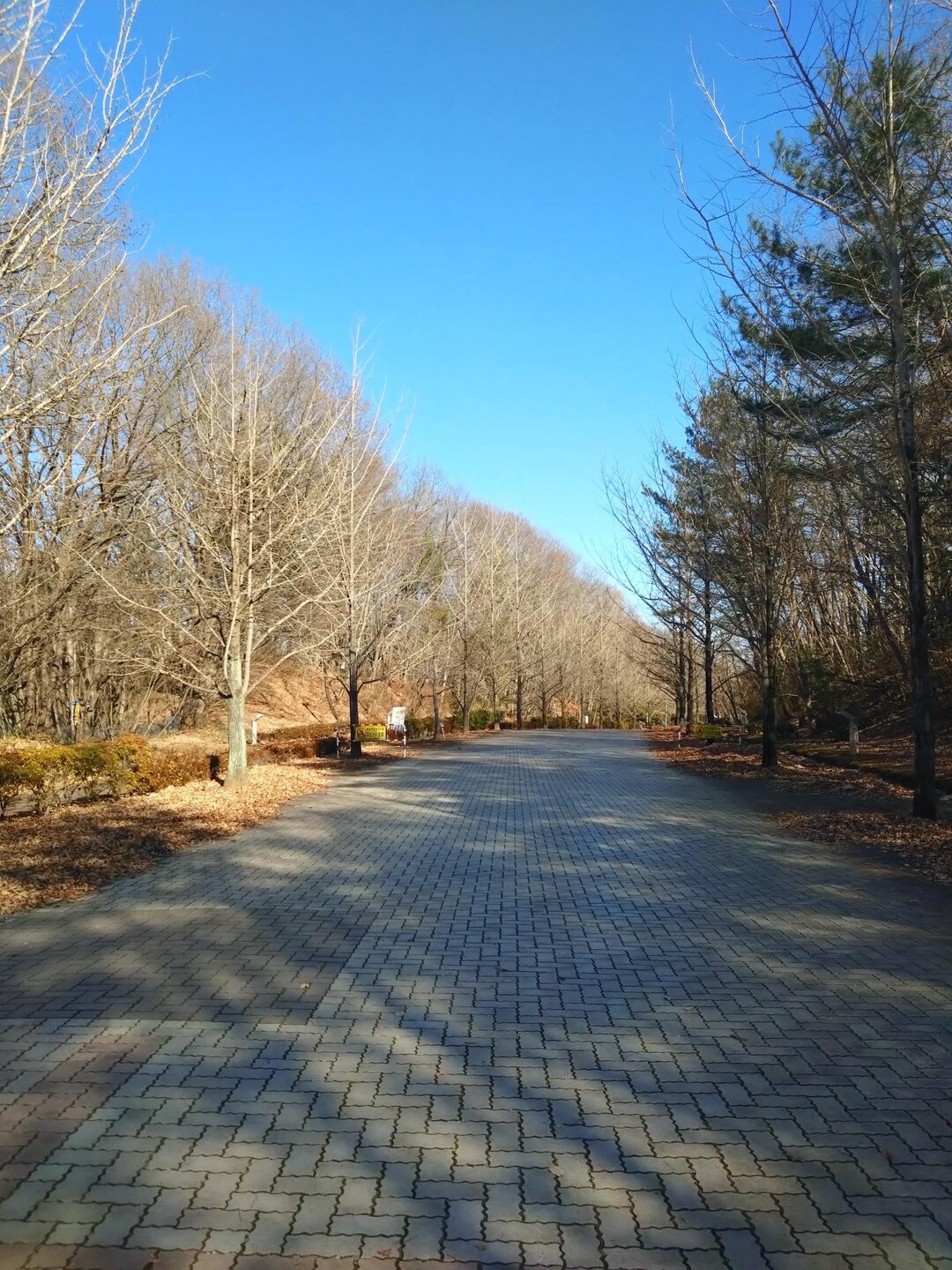 運動嫌いの娘🐤を誘い出し、 影森駅から... / まる☆さんのモーメント | YAMAP / ヤマップ