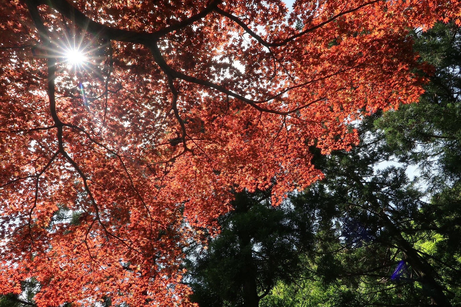 新緑と紅葉の大山 / heeさんの大山の活動データ | YAMAP / ヤマップ