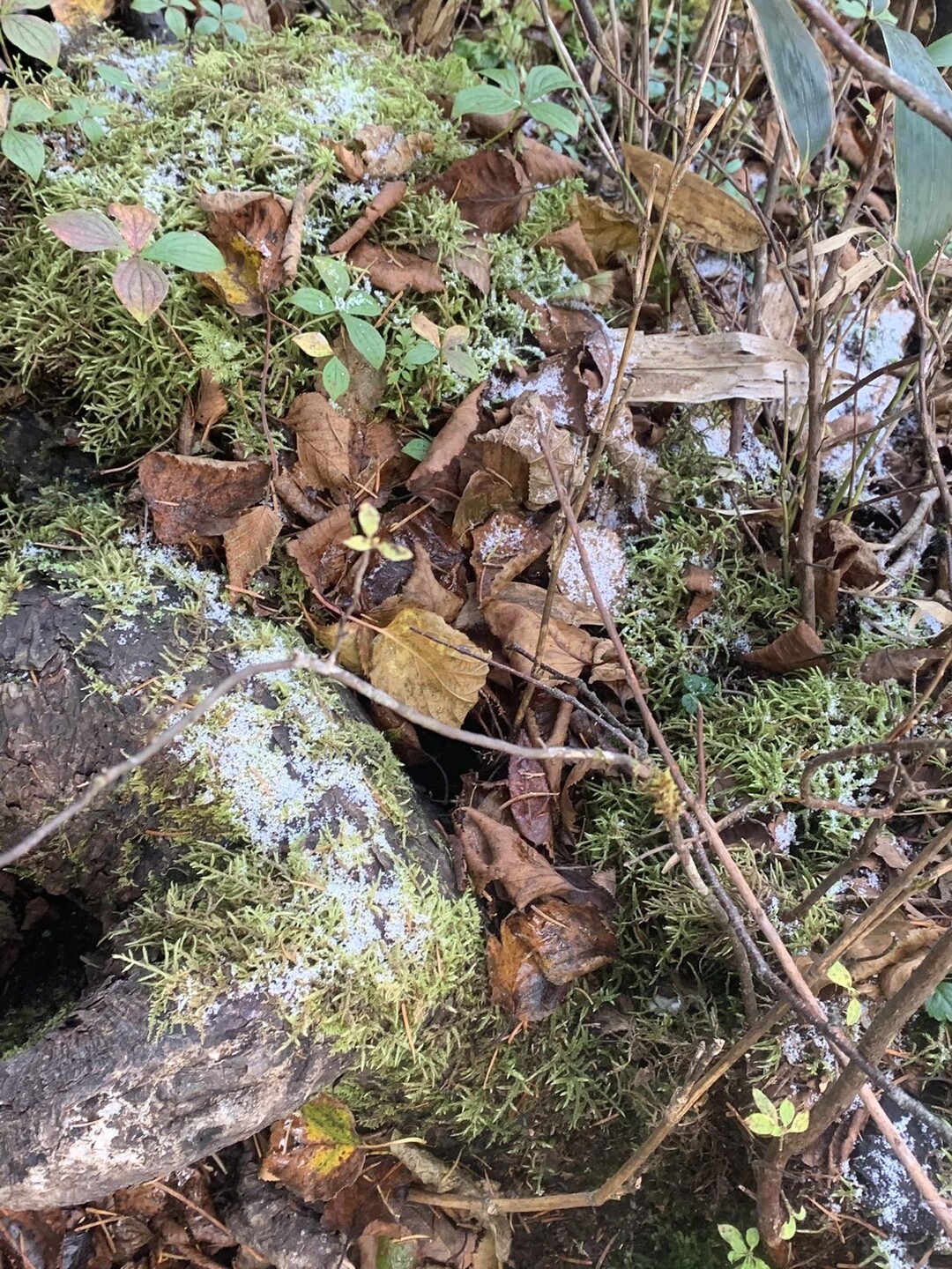 10月6日 白雲山！ 前日に峠に雪が降っ... / ni43さんのモーメント | YAMAP / ヤマップ