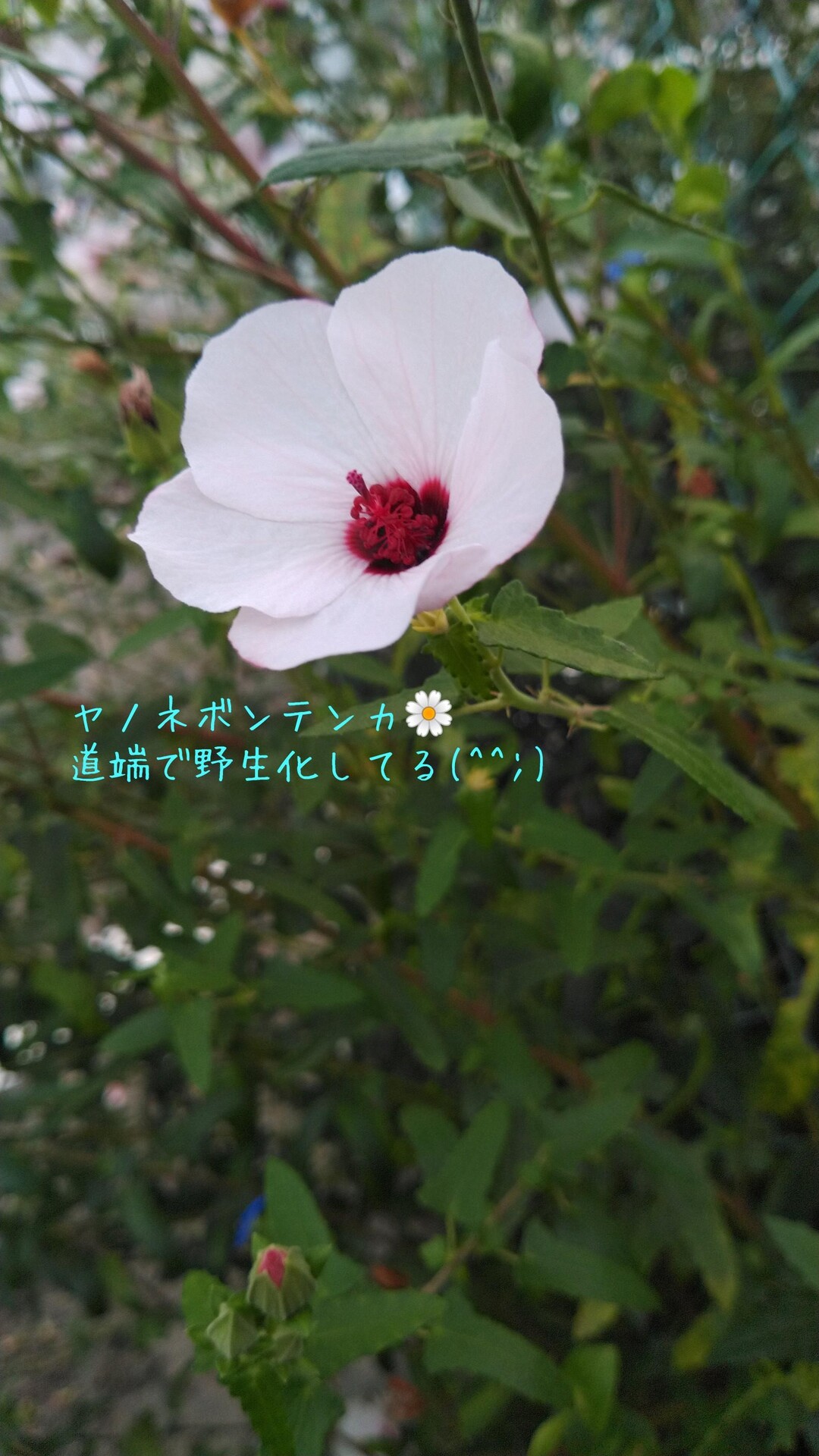 さっきから..更新プログラム中の 🖥️... / Ichi-genさんのモーメント | YAMAP / ヤマップ