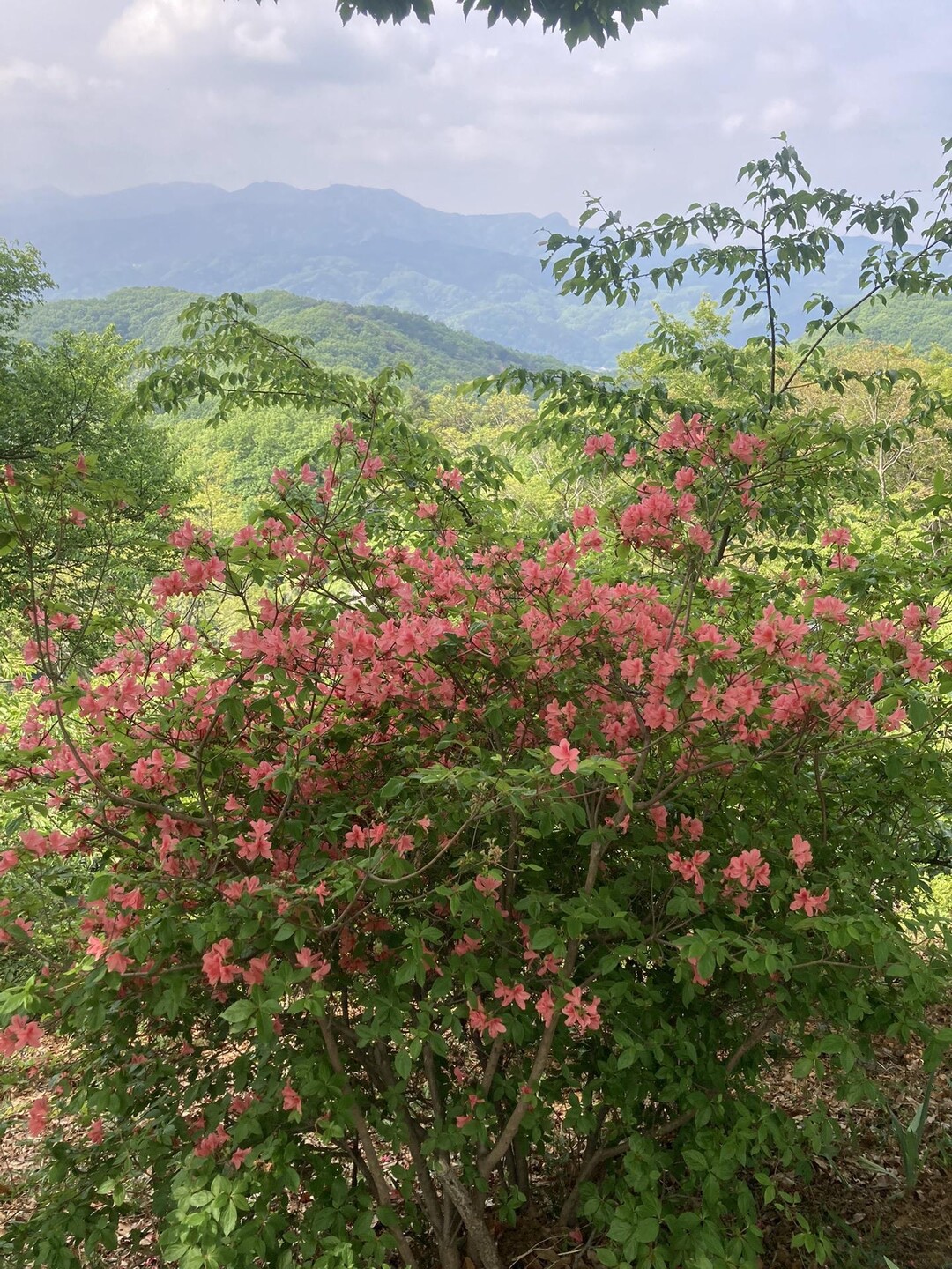 鐘撞堂山 / em__i‎ܾ ܾ ᨒ𖡼.𖤣𖥧さんの宝登山・長瀞アルプス・不動山・陣見山・鐘撞堂山の活動データ | YAMAP / ヤマップ