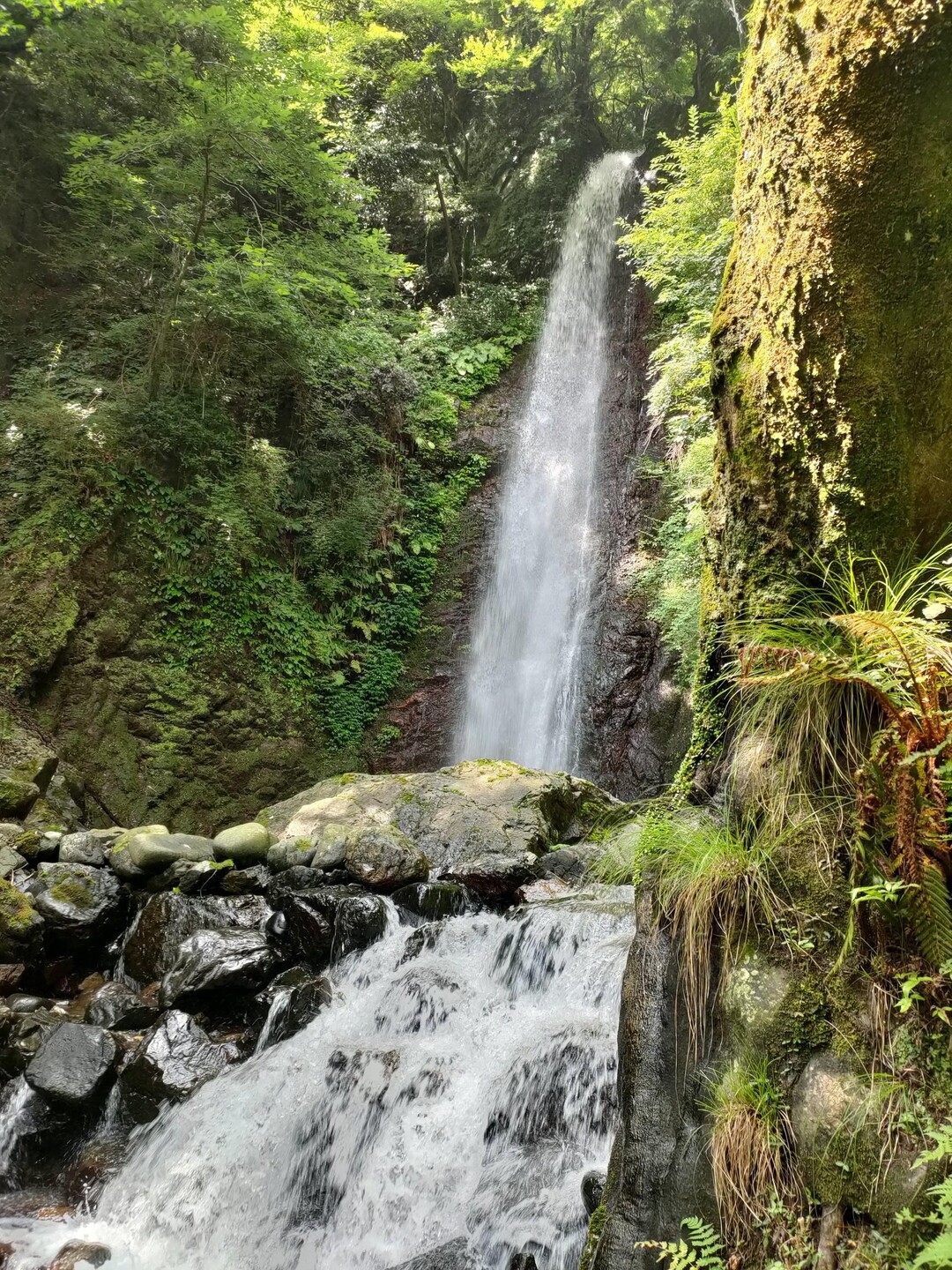 北尾根P826峰・小倉山・養老山・三方山 / たかうじさんの養老山・笙ヶ岳・三方山の活動データ | YAMAP / ヤマップ