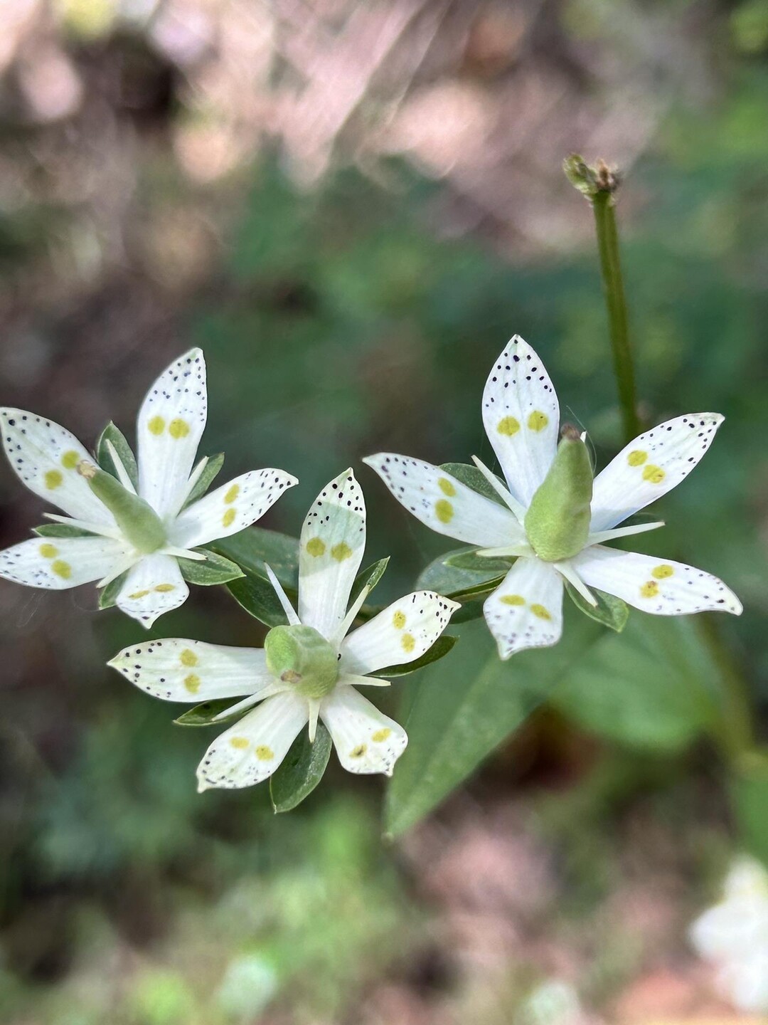 Go To 宍粟50名山 竹呂山⛰️ / えみんちゅさんの三室山・空山の活動日記 | YAMAP / ヤマップ
