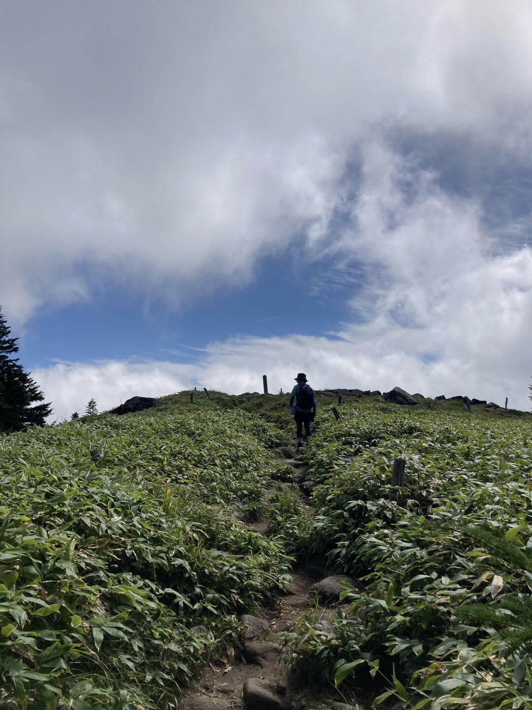 大河原峠から双子山～双子池～亀甲池周回ルート / koitakaさんの蓼科山・横岳・縞枯山の活動日記 | YAMAP / ヤマップ