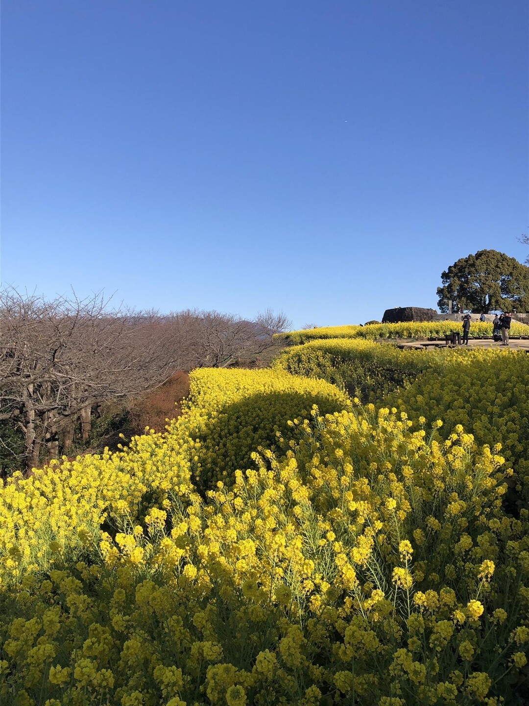 吾妻山 / ms1967さんの高麗山・湘南平・鷹取山の活動データ | YAMAP / ヤマップ