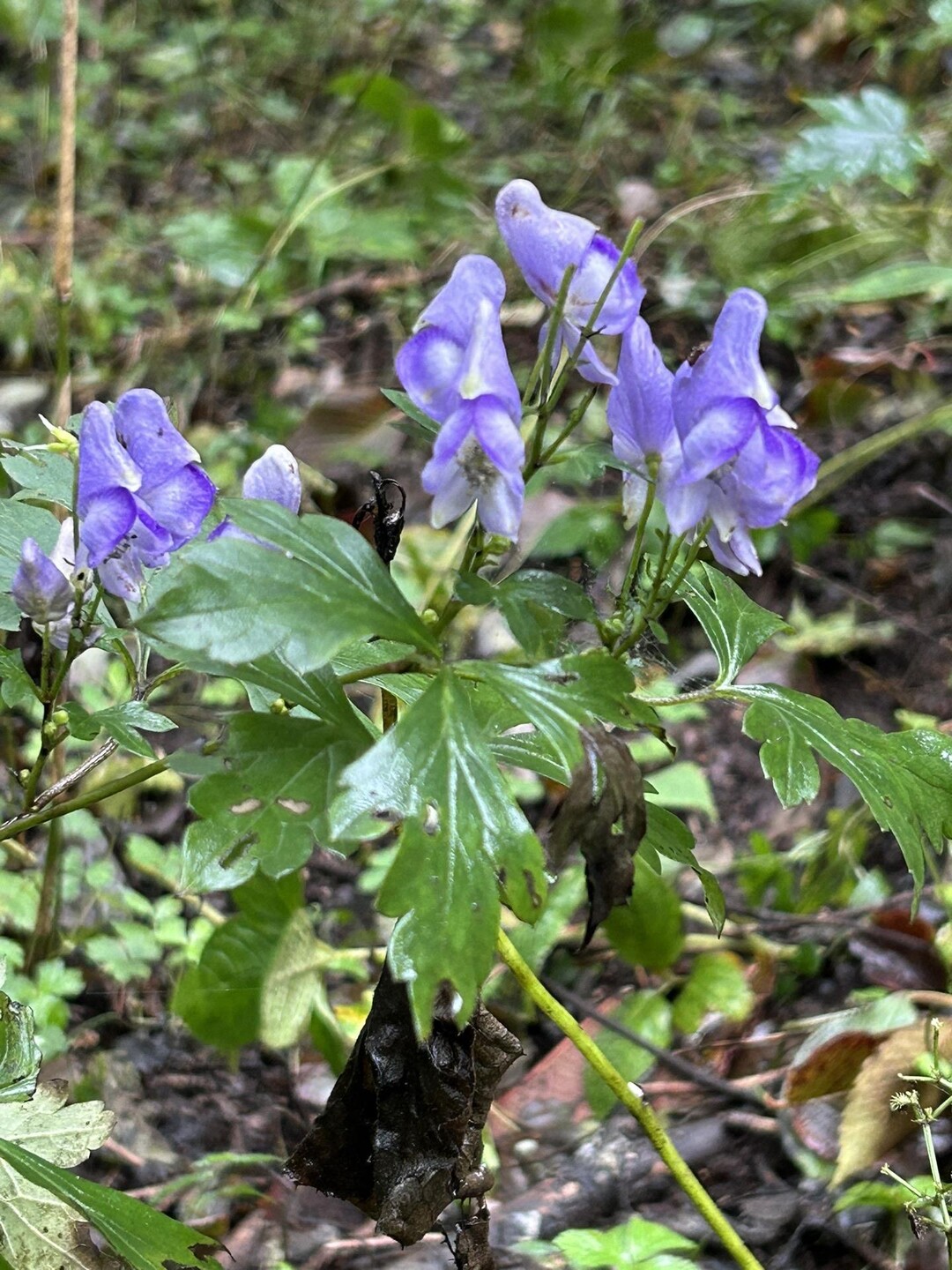 霊山 / Team AQAさんの霊山の活動データ | YAMAP / ヤマップ