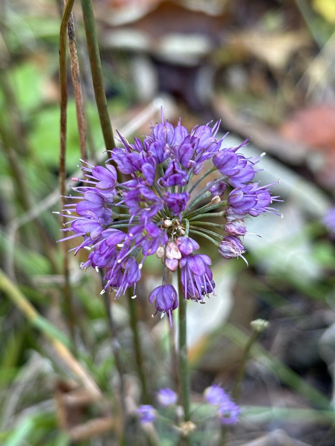 晩秋の赤城自然園 / ミキティ 山LOVEさんのヤマノススメ巡礼マップ（赤城山・地蔵岳）の活動データ | YAMAP / ヤマップ