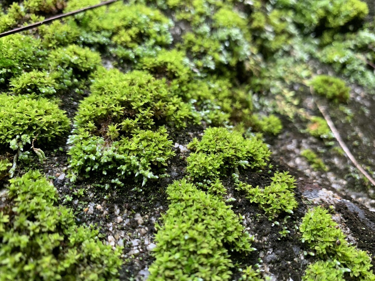 金剛山北面で陰な山活 / MSKさんの金剛山・二上山・大和葛城山の活動データ | YAMAP / ヤマップ