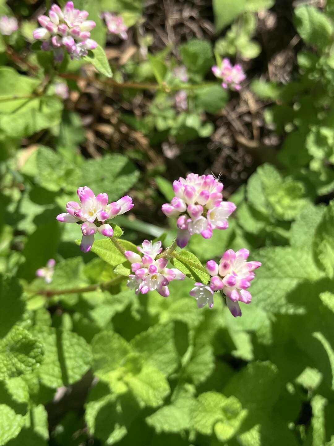 大川入山・横岳-2023-09-24 / rikuさんの大川入山・横岳の活動データ | YAMAP / ヤマップ