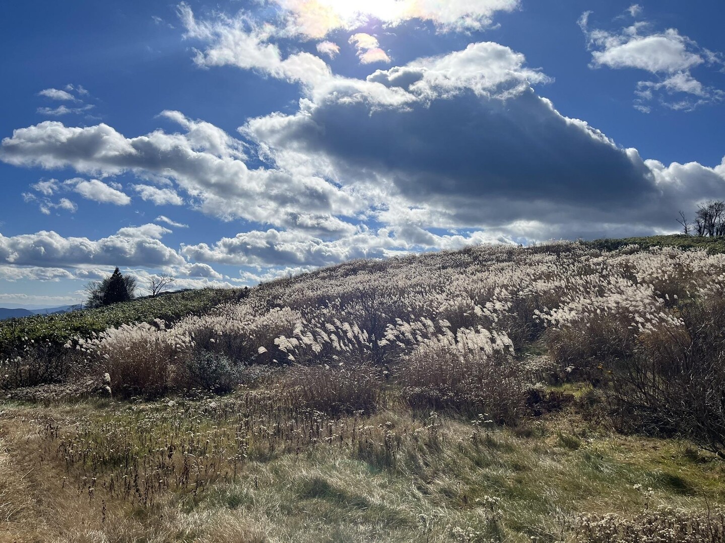 鹿角花輪トレイル / shu.f.oさんの五の宮岳・皮投岳の活動データ | YAMAP / ヤマップ