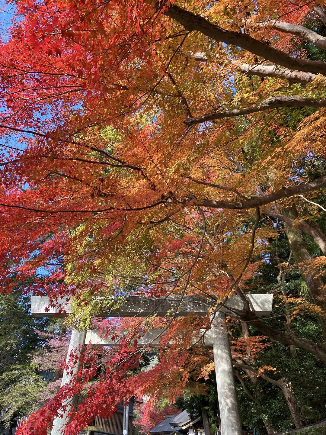 🌹北の頭・入道ヶ岳🌹 / Pu-さんさんの入道ヶ岳・鎌ヶ岳・仙ヶ岳の活動データ | YAMAP / ヤマップ